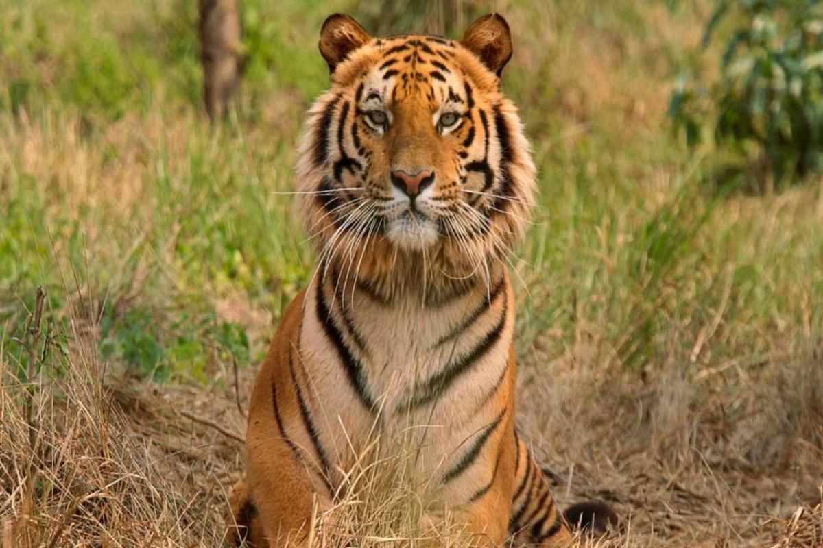 Tiger & Tribal Tour ( 14 D/13 N) - East West